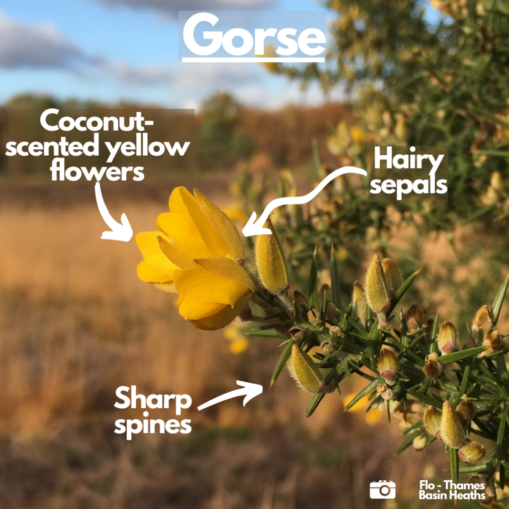 Common Gorse - Thames Basin Heaths