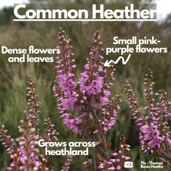 Common Heather - Thames Basin Heaths