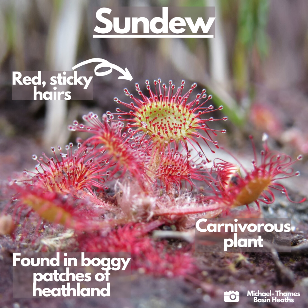 Sundew - Thames Basin Heaths