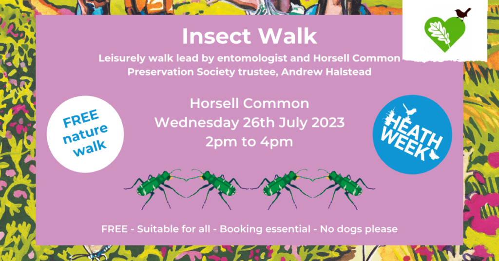An Insect Walk on Horsell Common - Thames Basin Heaths
